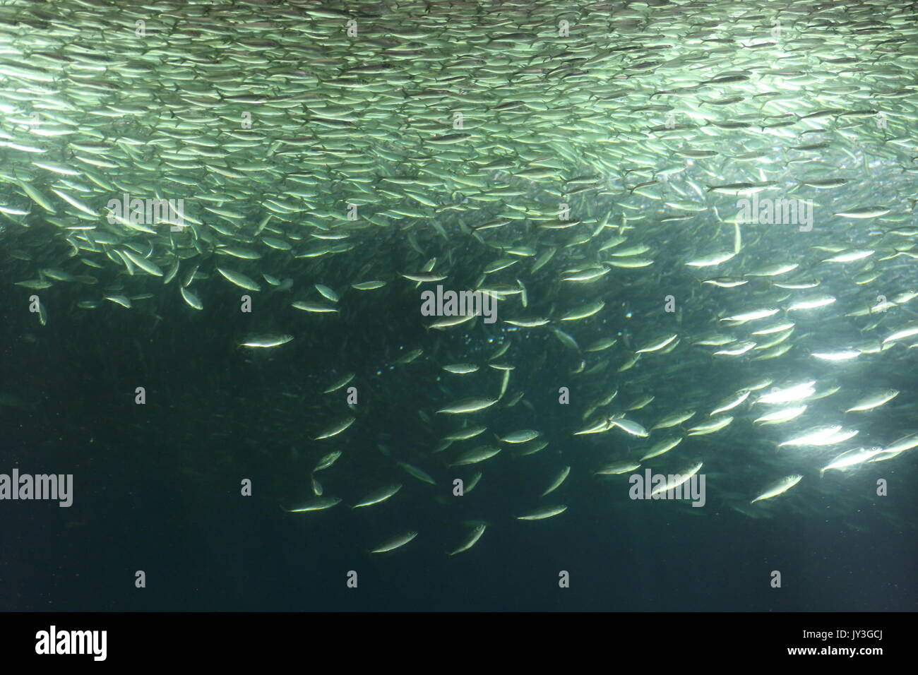 A school of Japanese sardine or Japanese pilchard (Sardinops ...