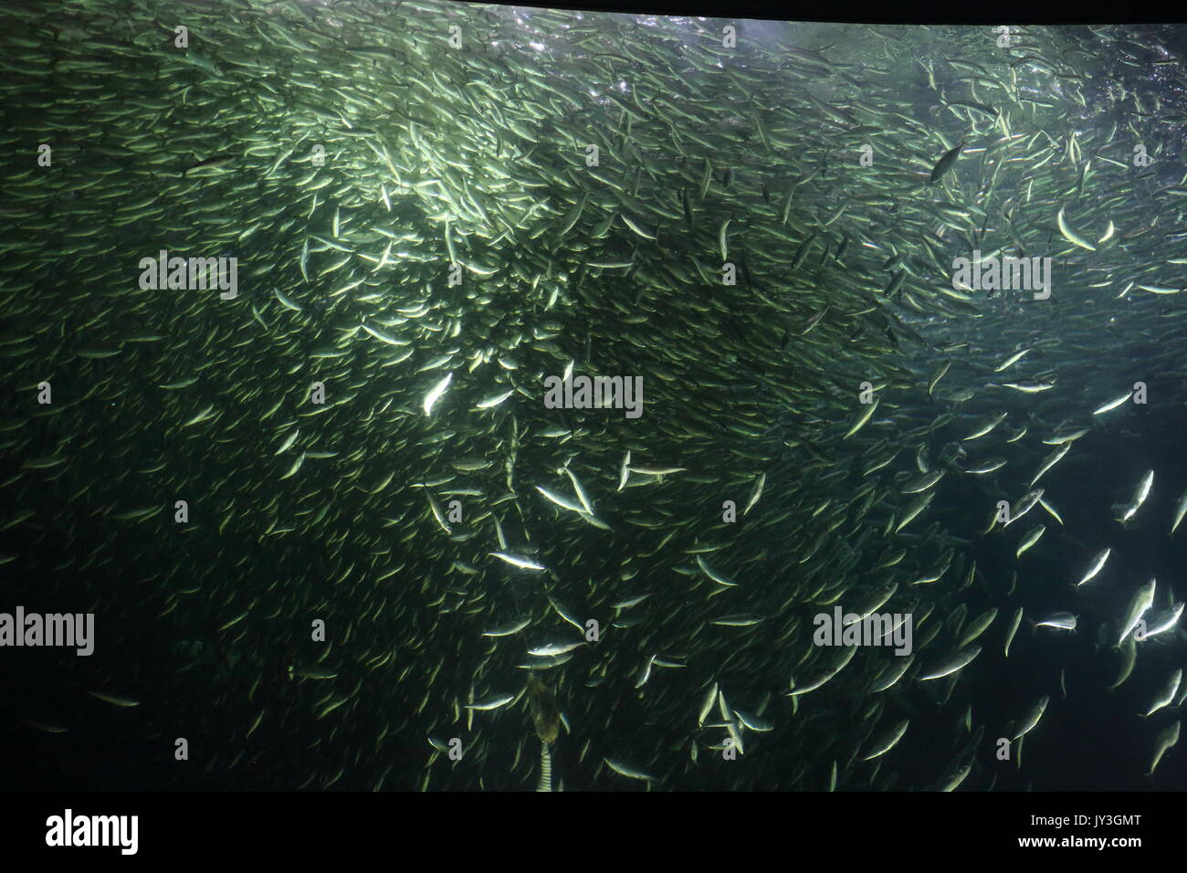 A school of Japanese sardine or Japanese pilchard (Sardinops ...