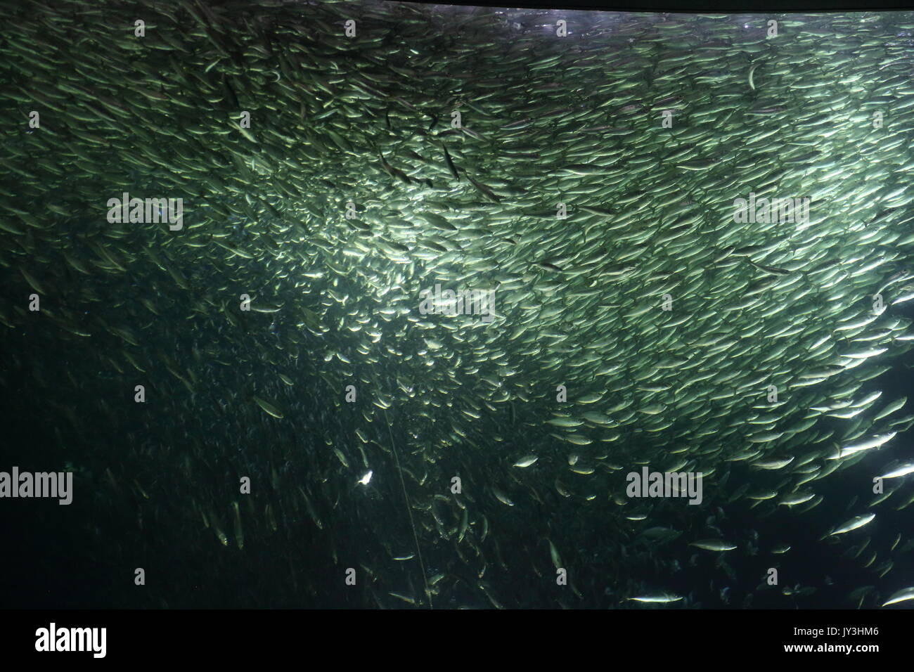 A school of Japanese sardine or Japanese pilchard (Sardinops ...