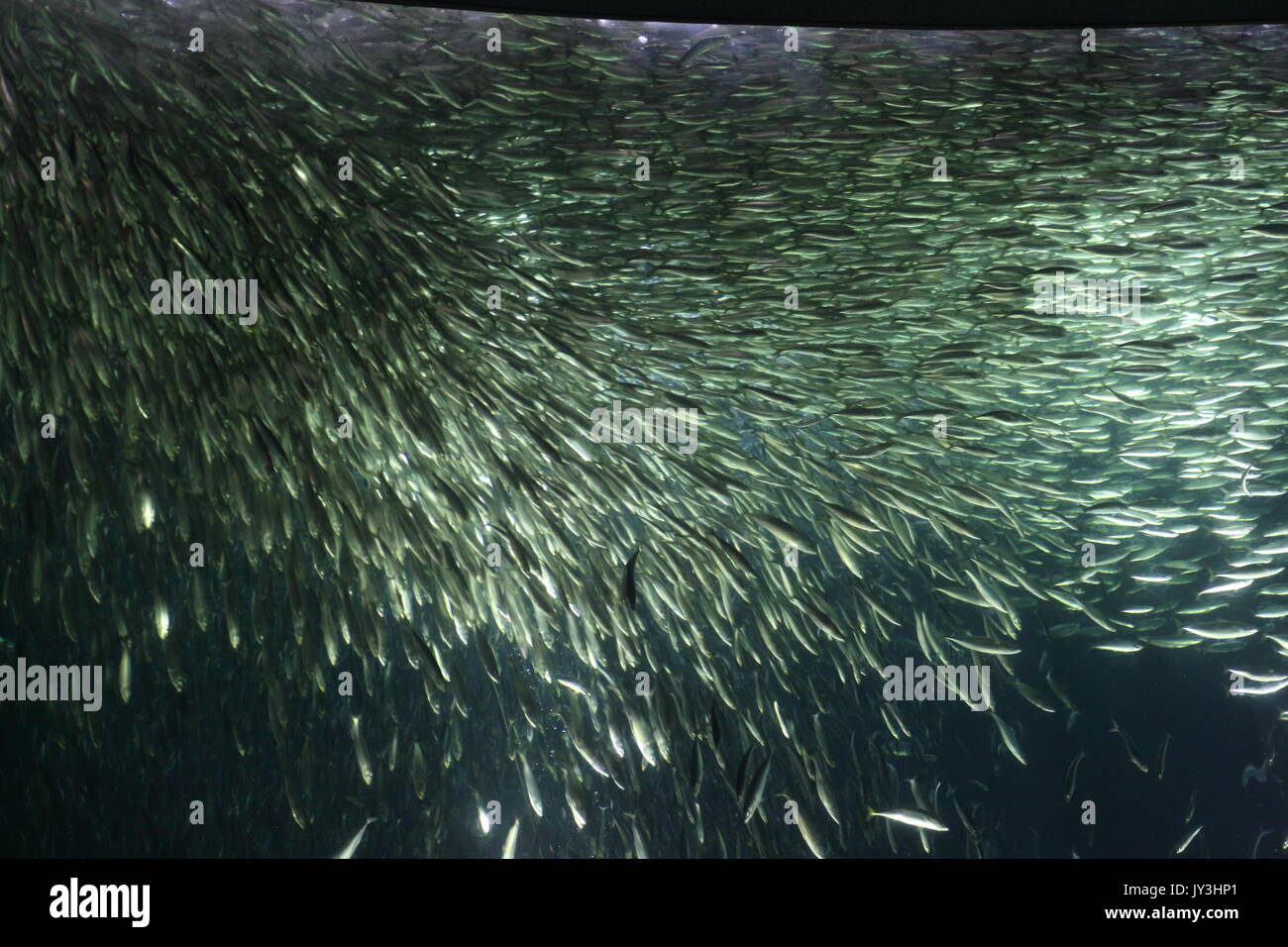 A school of Japanese sardine or Japanese pilchard (Sardinops ...
