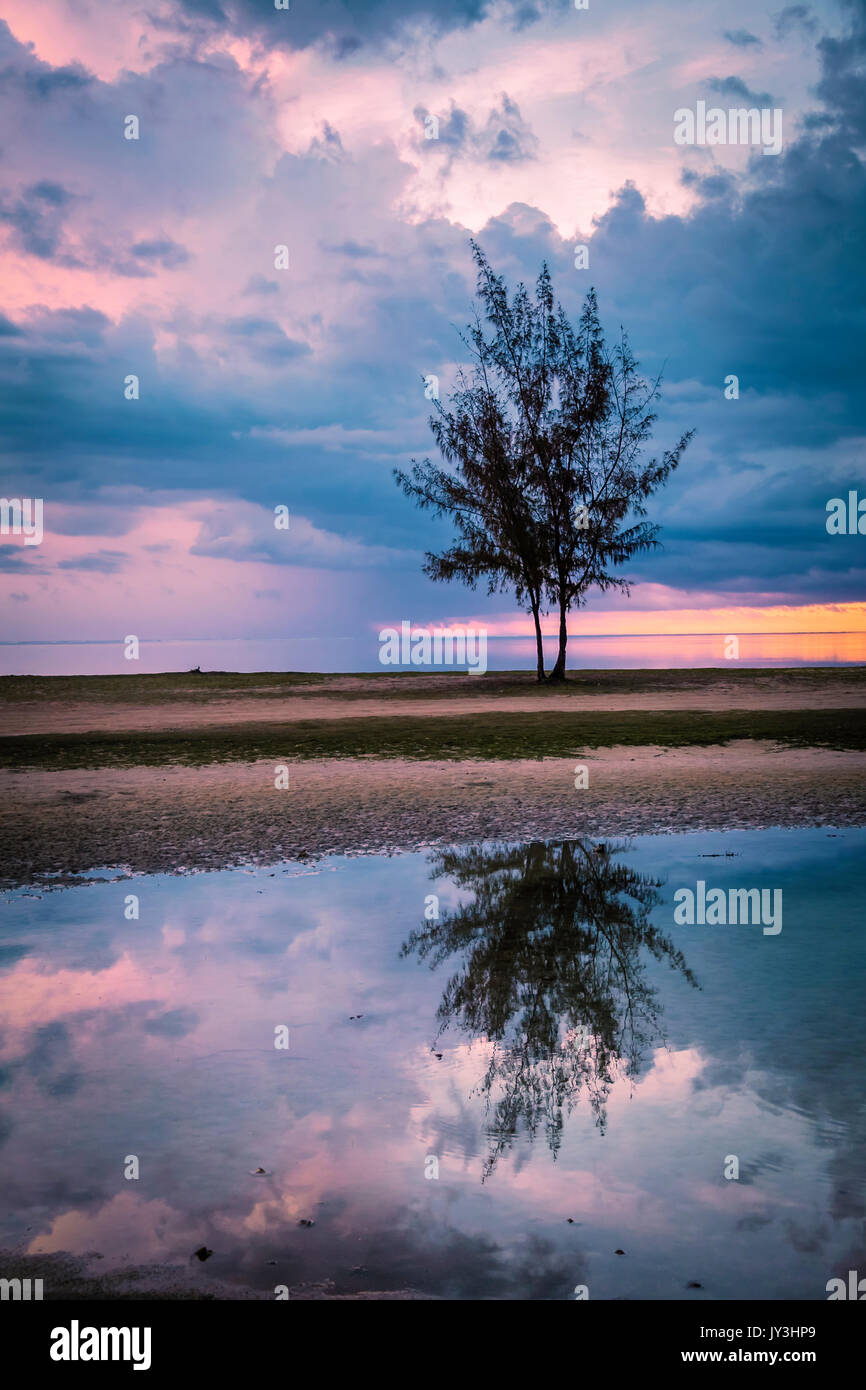 The lonely tree and its reflection Stock Photo - Alamy