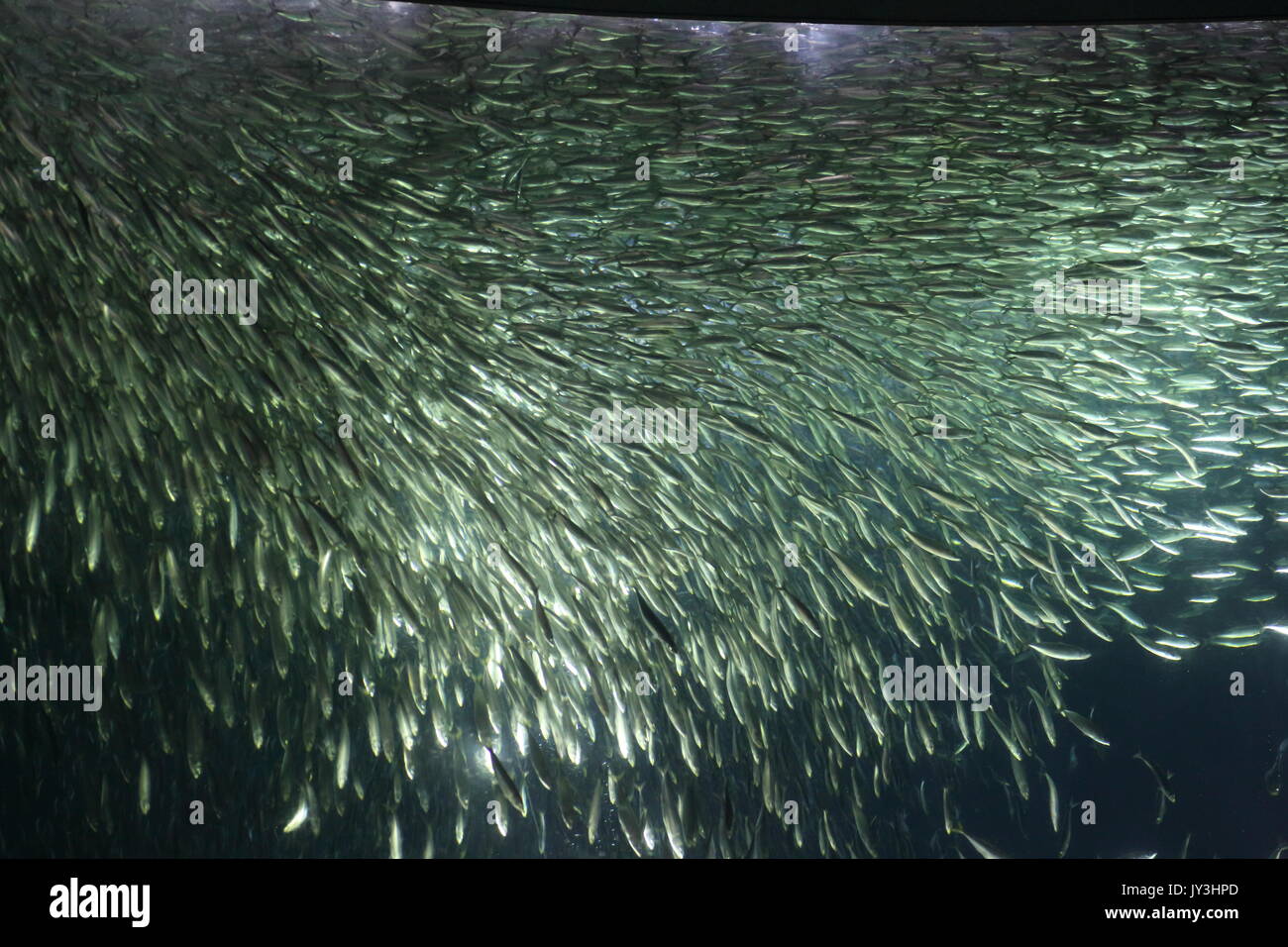 A school of Japanese sardine or Japanese pilchard (Sardinops ...