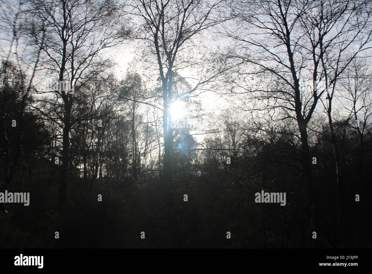 View through bushes trees hi-res stock photography and images - Alamy