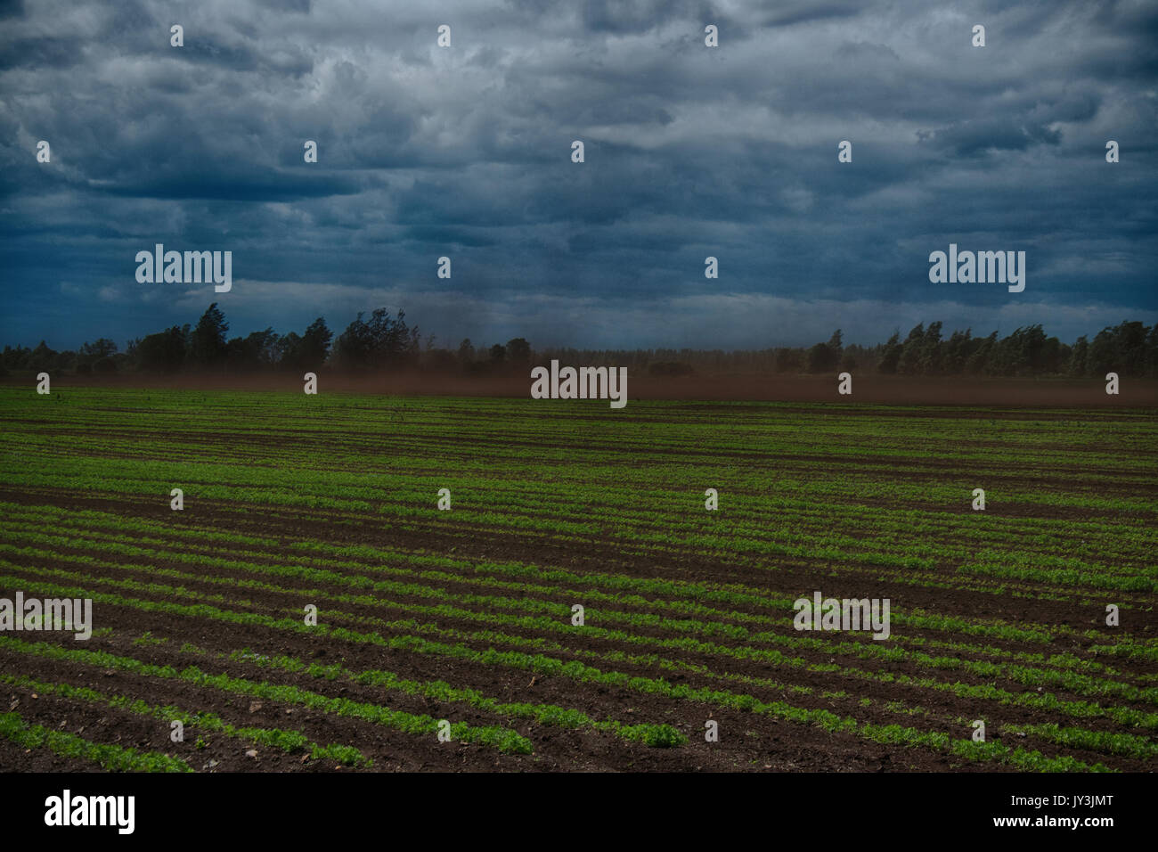 Black Blizzard ( dust devil. dust whirl) on agricultural lands. Loss of ...