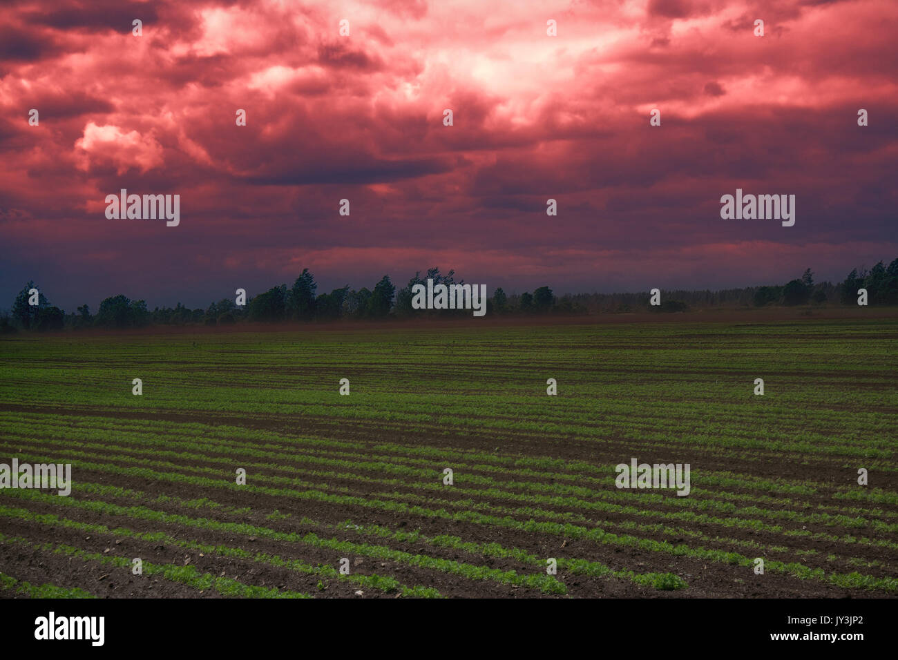 Black Blizzard ( dust devil. dust whirl) on agricultural lands. Loss of ...