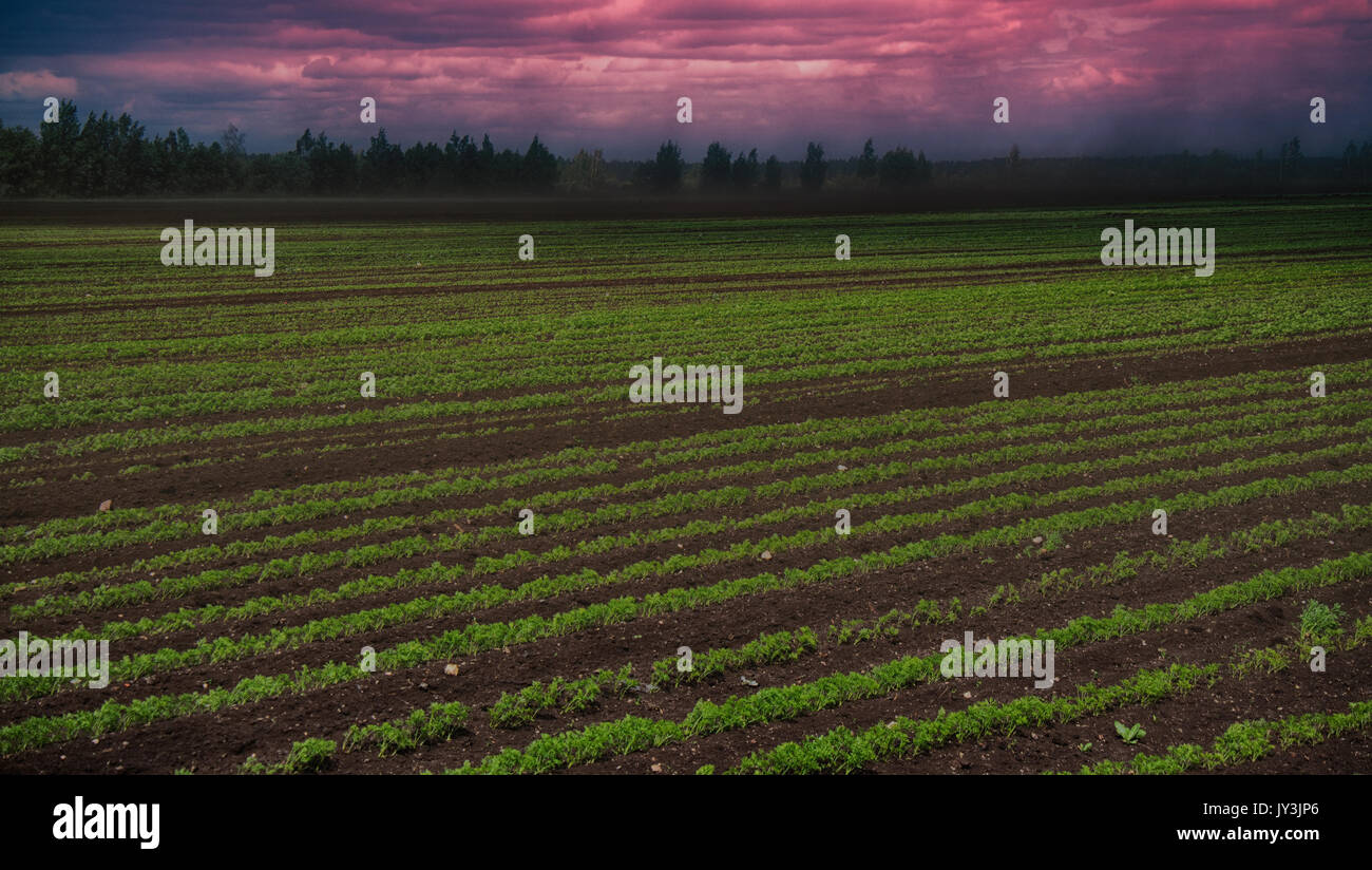 Black Blizzard ( dust devil. dust whirl) on agricultural lands. Loss of ...