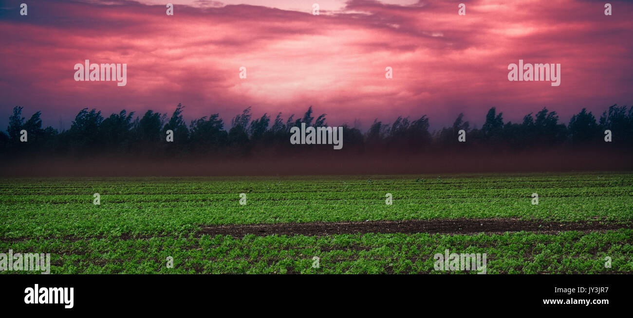 Black Blizzard ( dust devil. dust whirl) on agricultural lands. Loss of ...
