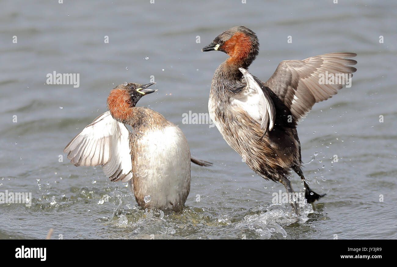Little Grebes fighting over female Stock Photo - Alamy