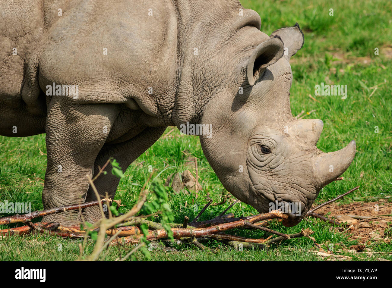 Black rhinoceros on grass close-up Stock Photo - Alamy