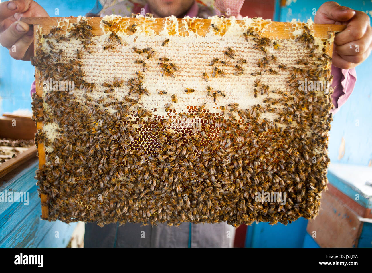 Frames of a bee hive. Beekeeper harvesting honey. The bee smoker is ...