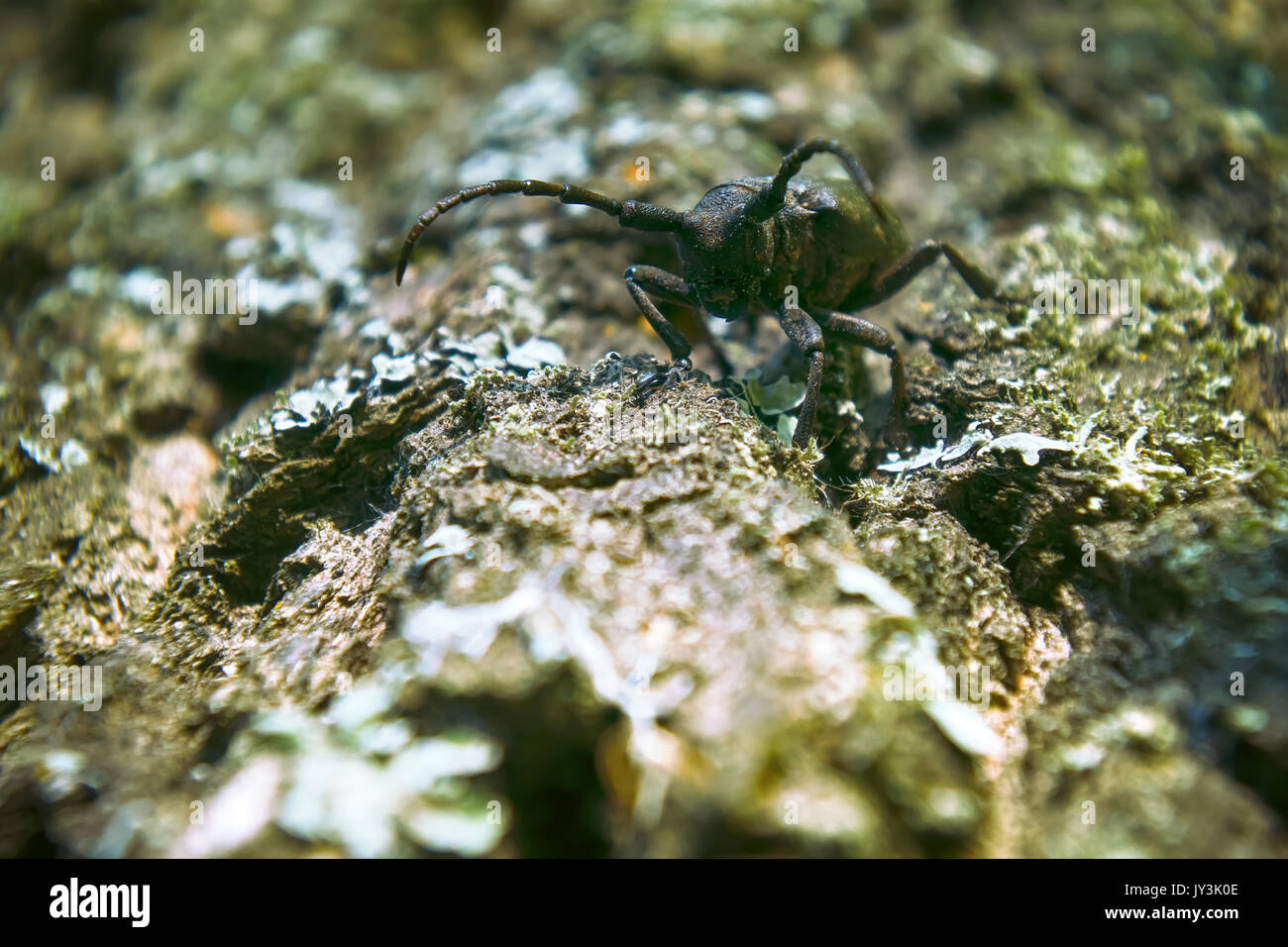 Longhorn beetle crawling on - strong beetle and rough bark Stock Photo ...