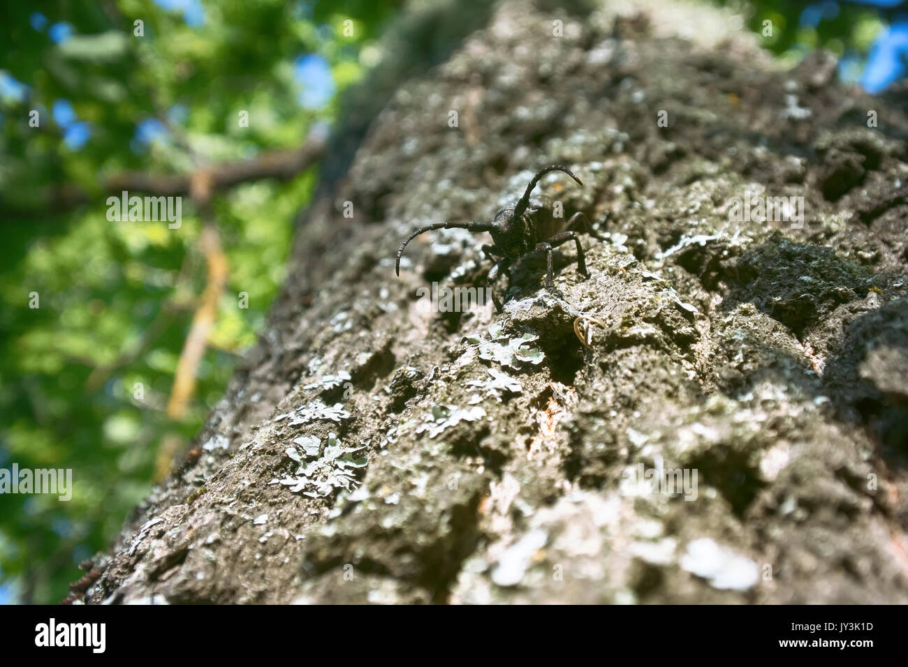 Longhorn beetle crawling on - strong beetle and rough bark Stock Photo ...