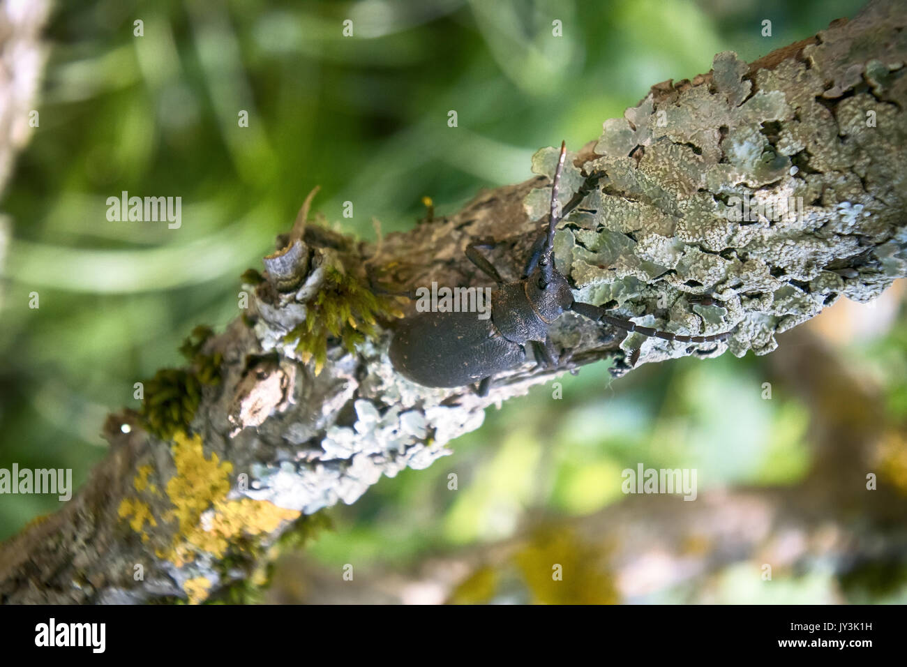 Longhorn beetle crawling on - strong beetle and rough bark Stock Photo ...