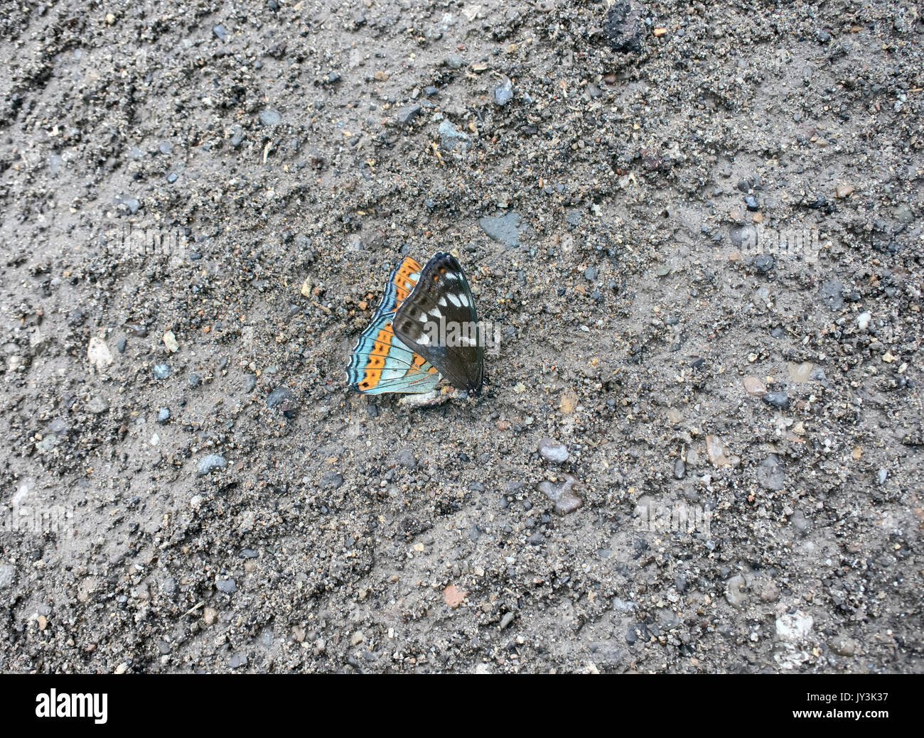 Death on road. Every day cars kill billions and billions of insects ...