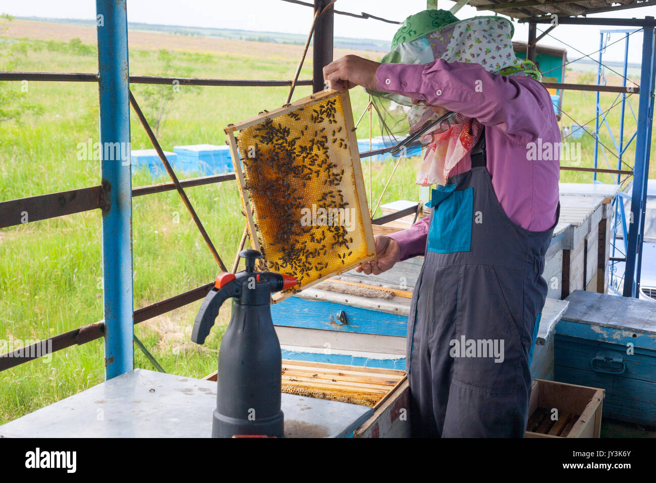Beekeeper is working with bees and beehives on the apiary. Beekeeper on ...