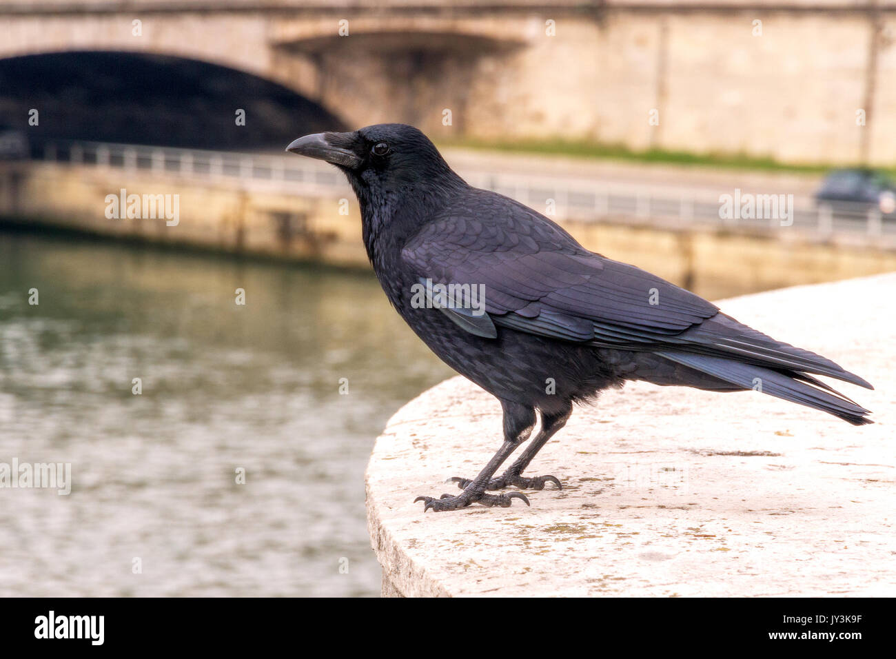 Raven (Corvus corax) on a bridge over the Seine river in Paris, France ...