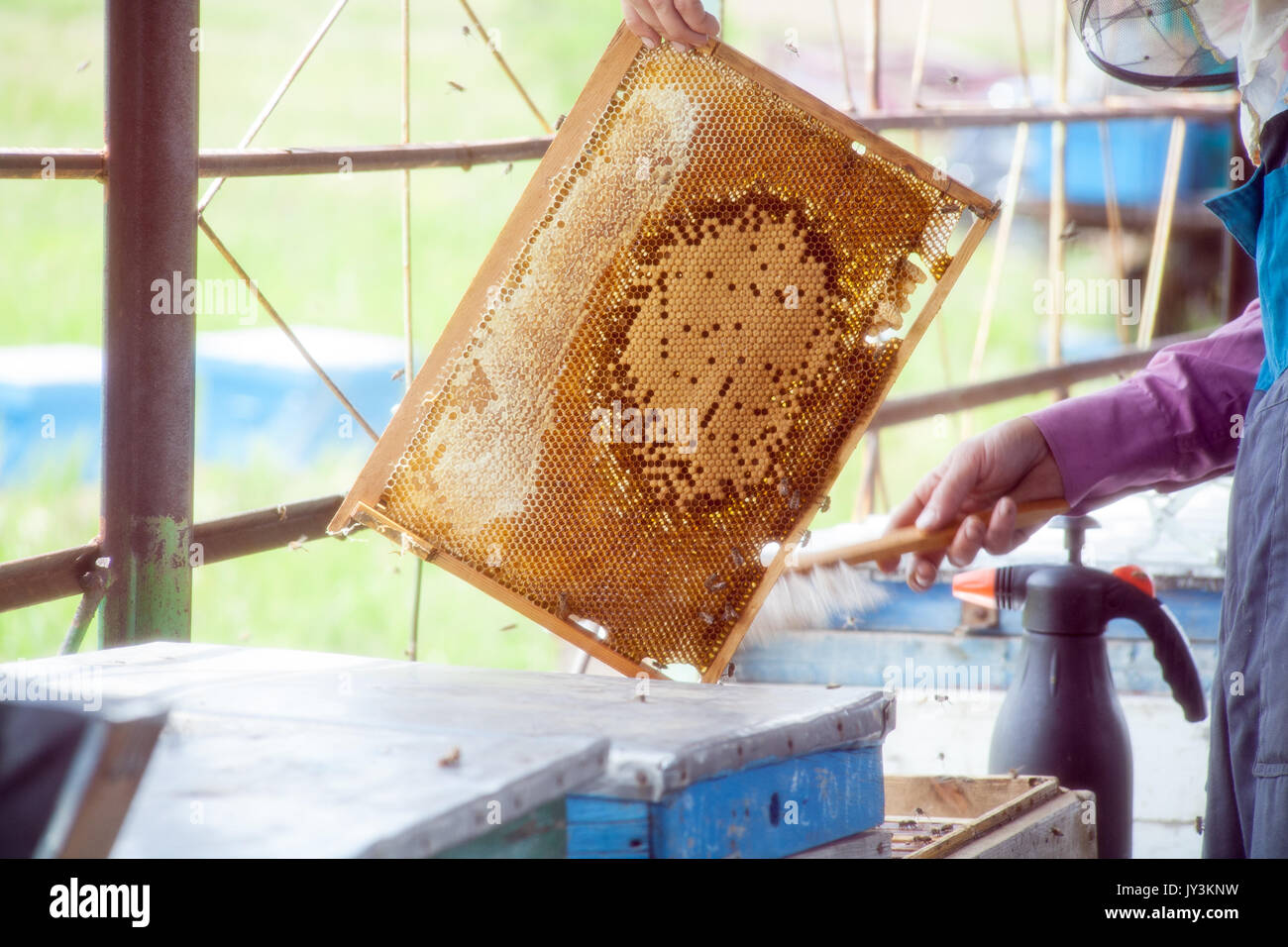 Frames of a bee hive. Beekeeper harvesting honey. The bee smoker is ...