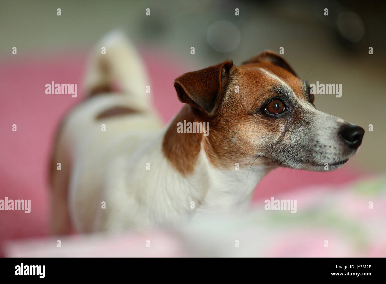 Jack russell terrier head detail Stock Photo - Alamy
