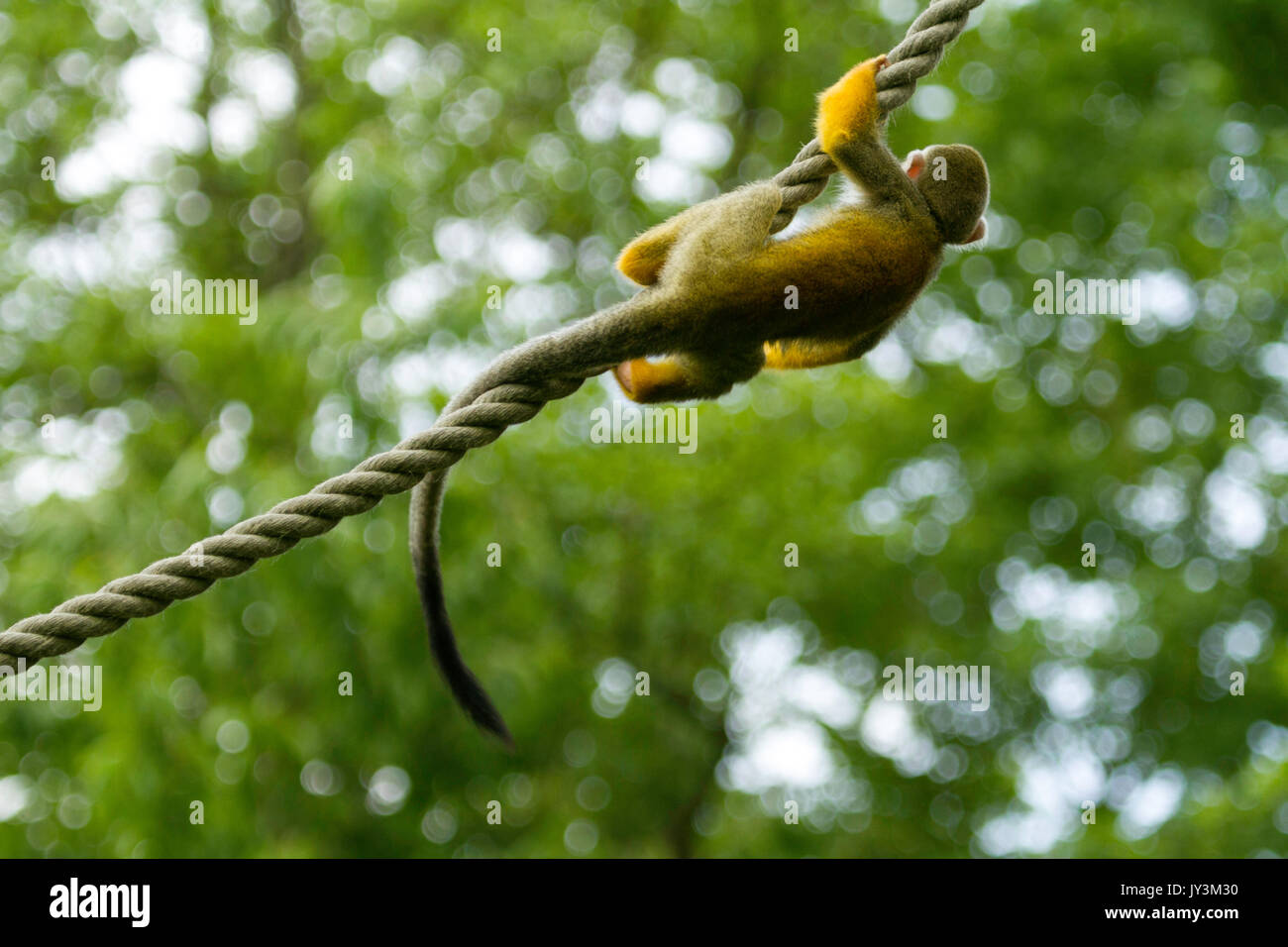Monkey hanging by tail hi-res stock photography and images - Alamy