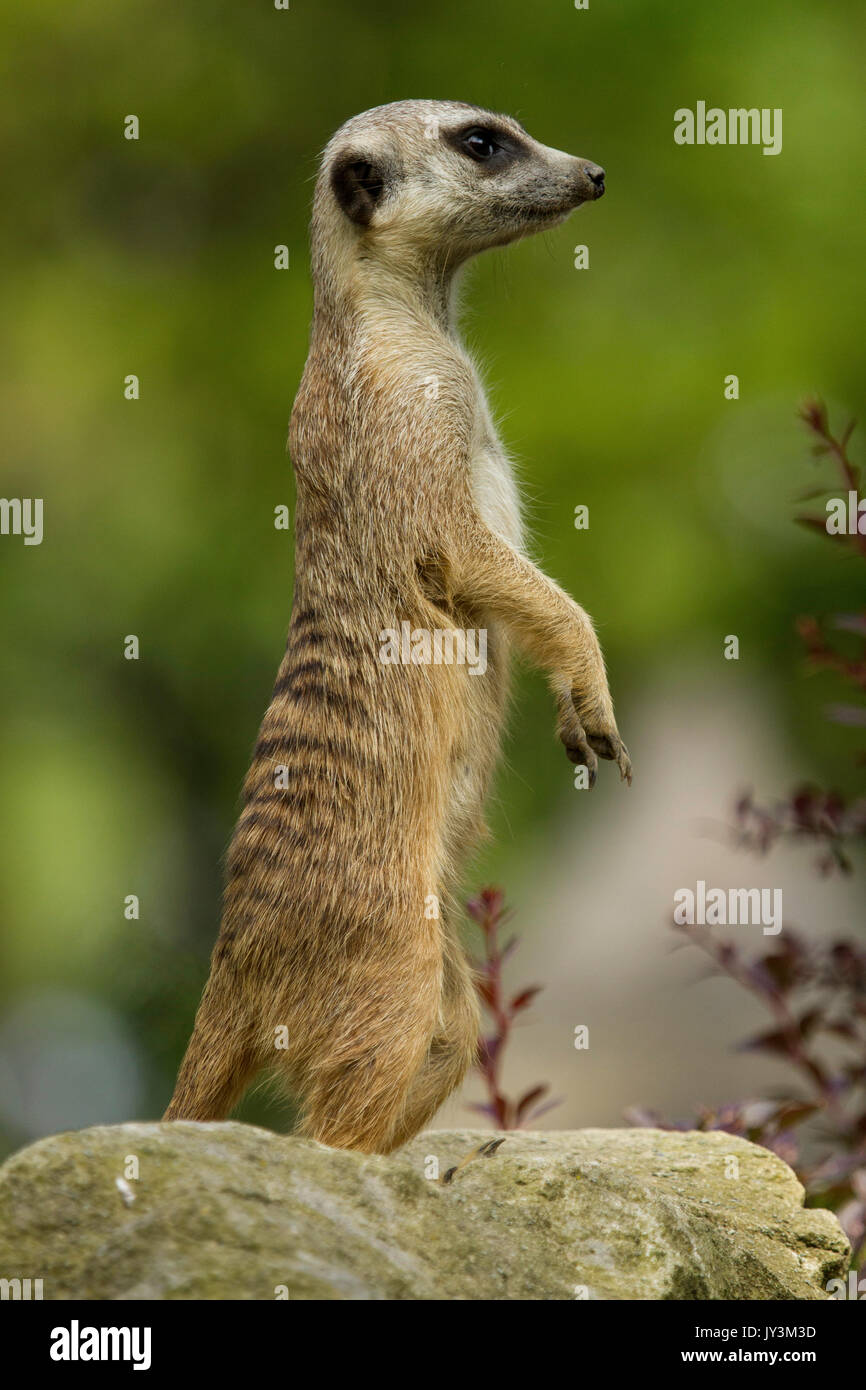 Meerkat eyes hi-res stock photography and images - Alamy