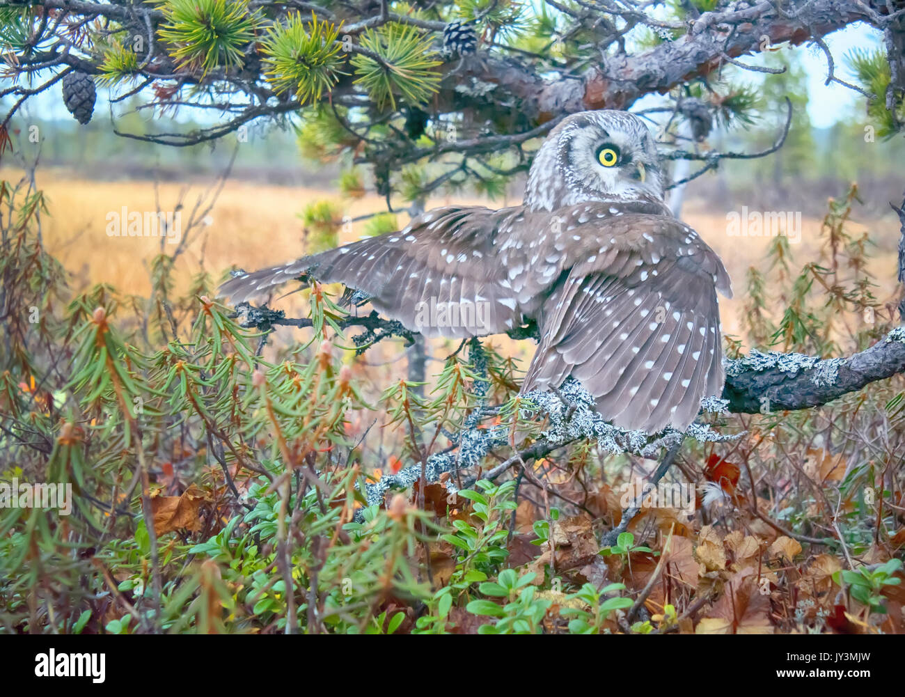 Tengmalm's owl (Aegolius funereus) near nest. Protection of offspring ...