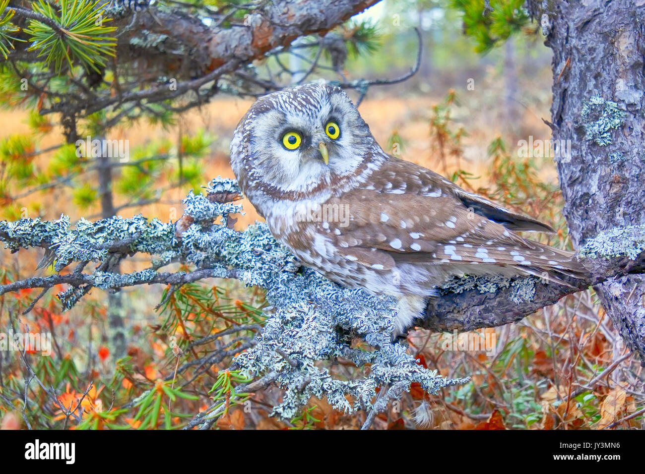 Bird of Minerva. Tengmalm's owl (Aegolius funereus) near nest. Boreal ...