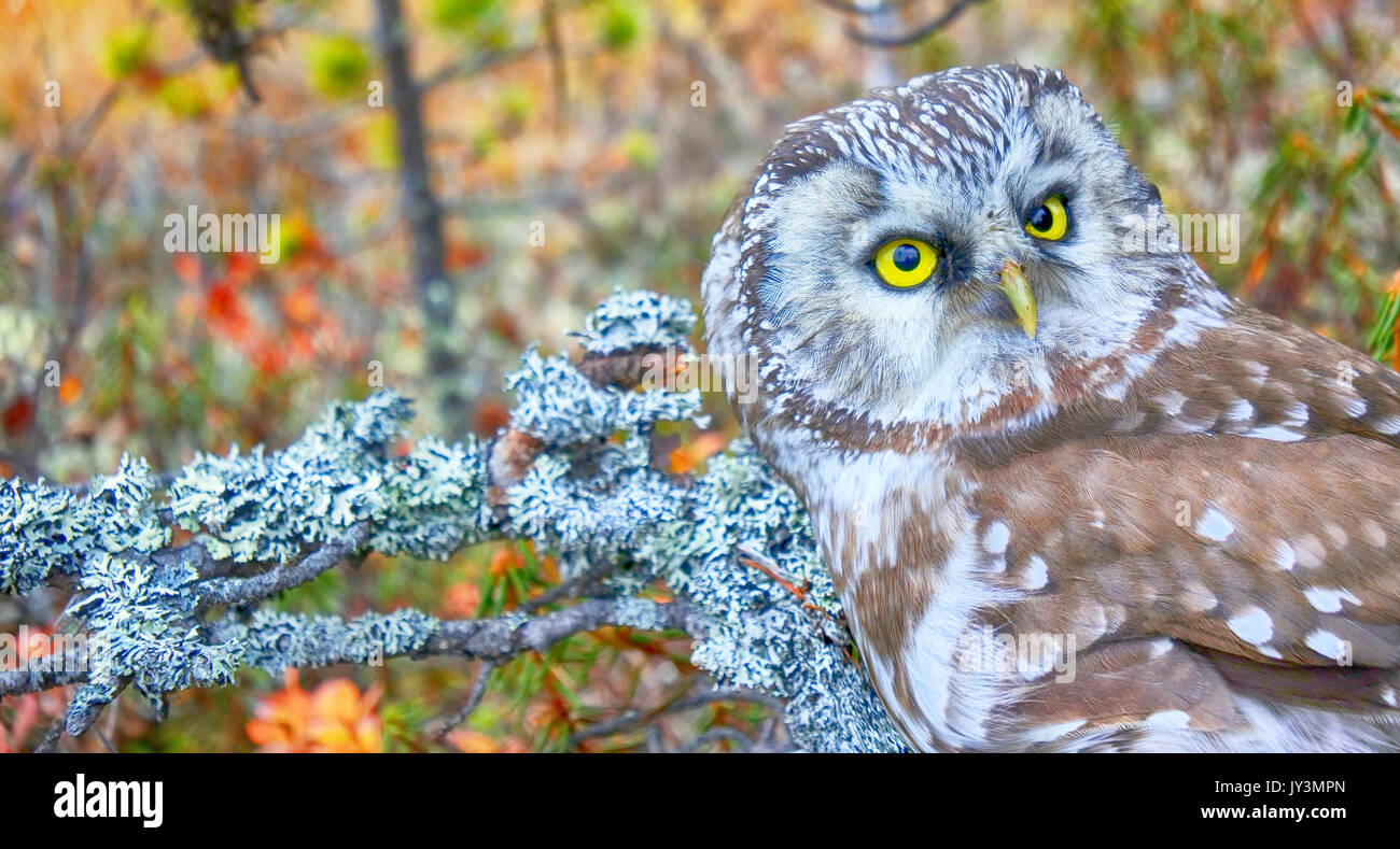 Bird of Minerva, goddess of wisdom. Portrait of boreal owl (Tengmalm's ...