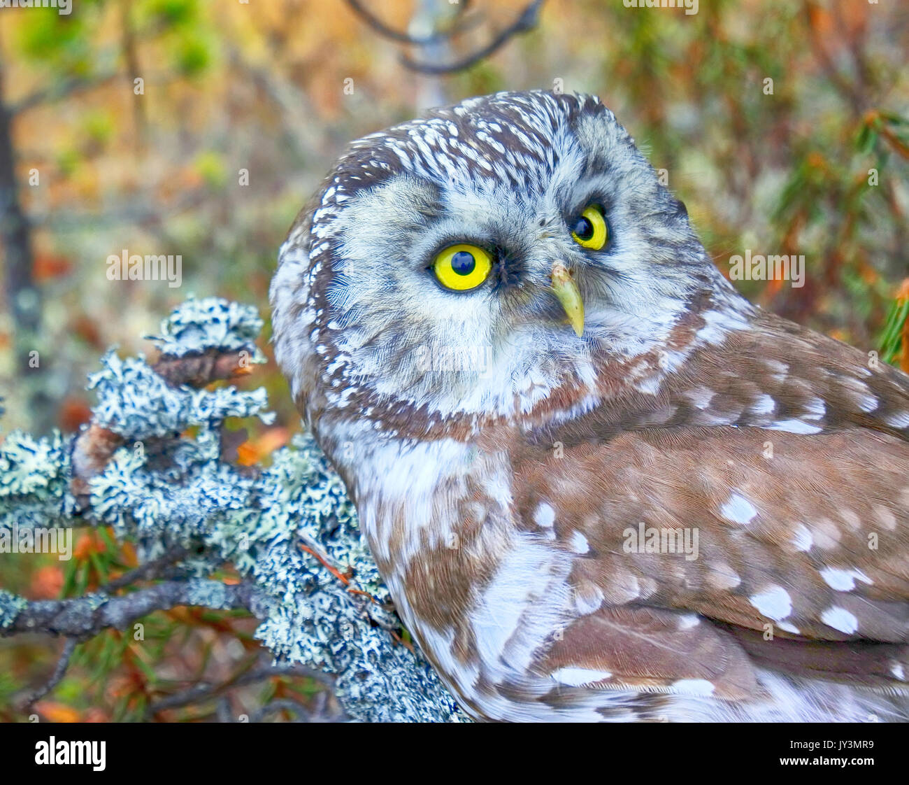 Bird of Minerva, goddess of wisdom. Portrait of boreal owl (Tengmalm's ...