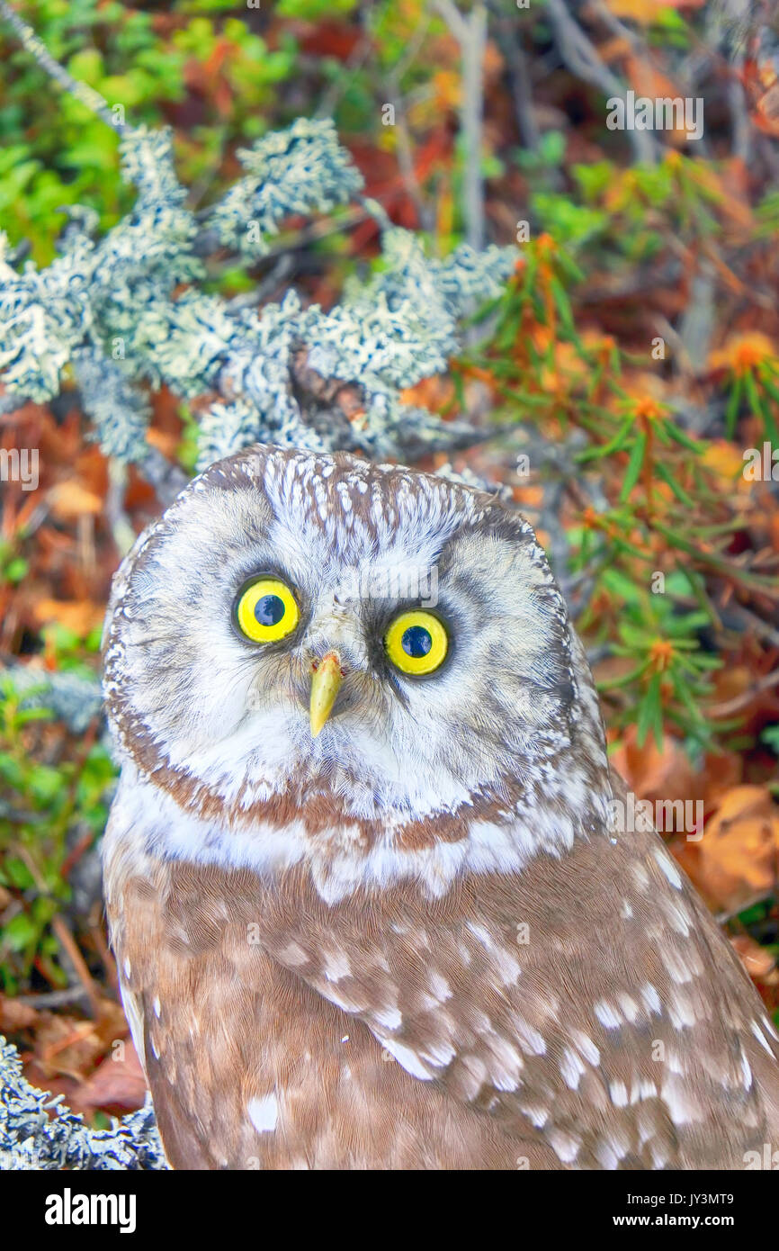 Wood spirit. Portrait of boreal owl (Tengmalm's owl, Aegolius funereus ...