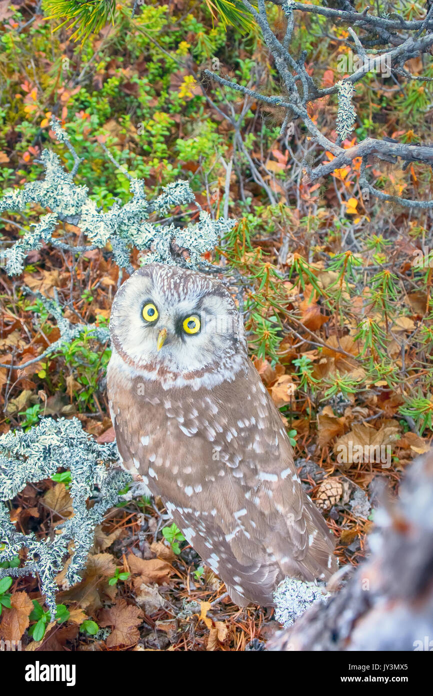 Wood spirit. Portrait of Tengmalm's owl (Aegolius funereus) in ...