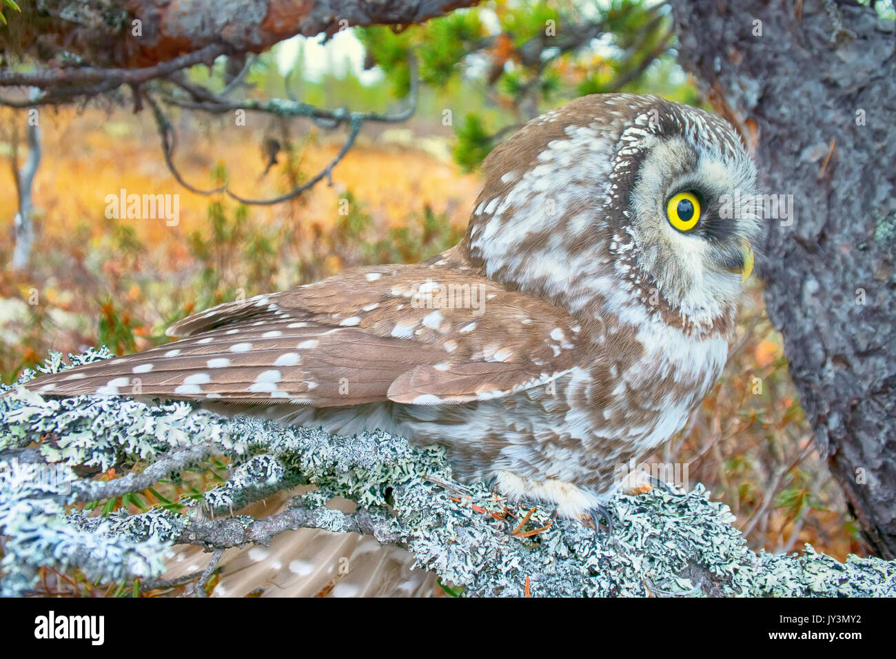 Wood spirit. Portrait of boreal owl (Tengmalm's owl, Aegolius funereus ...