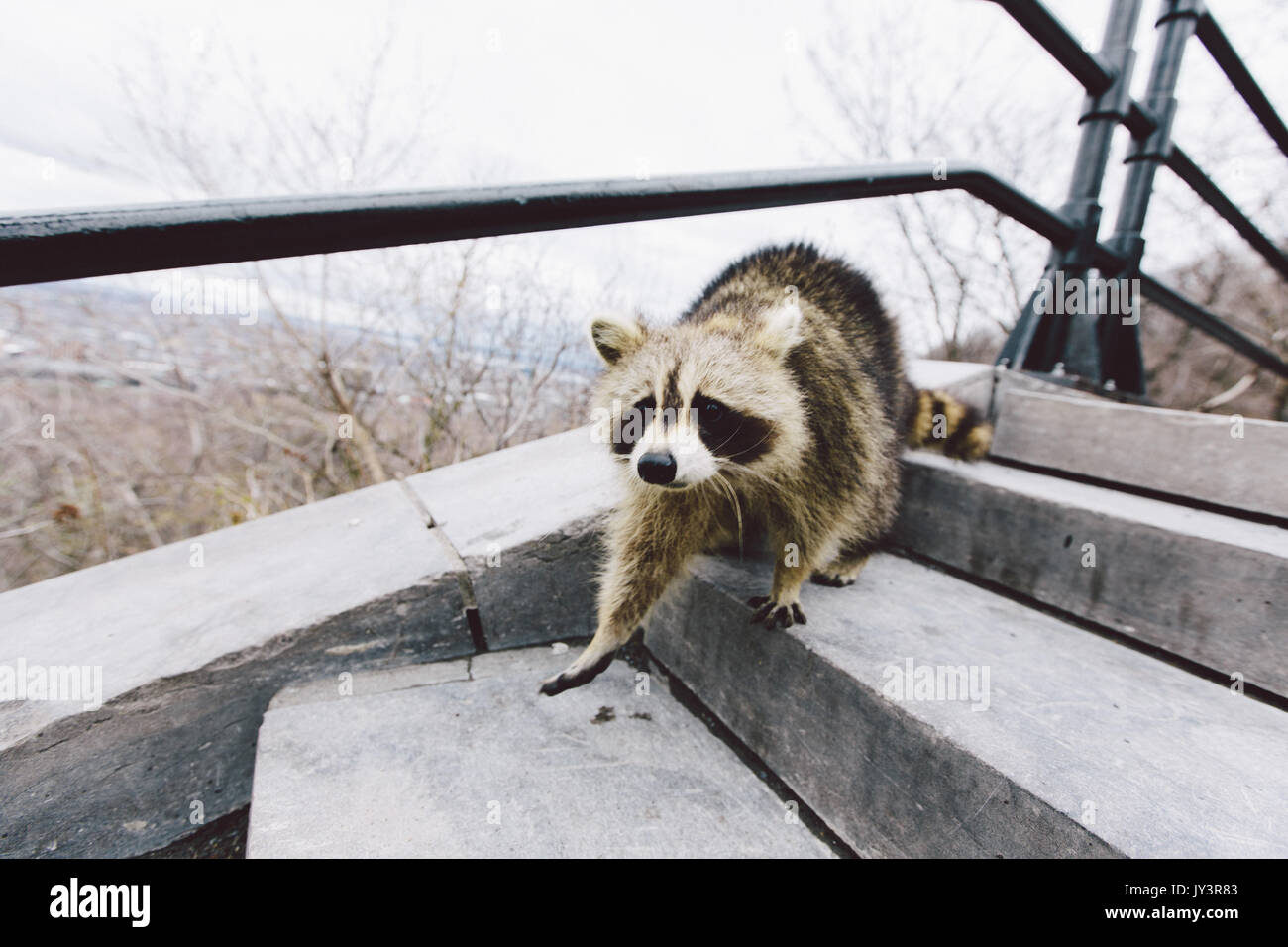 Funny raccoon hi-res stock photography and images - Alamy