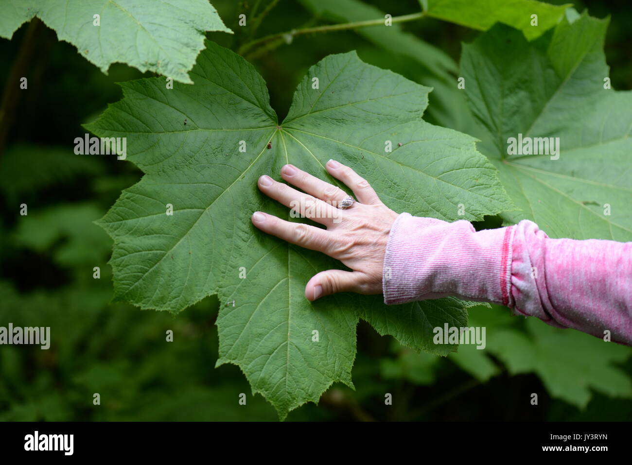 Large Forest leaves Stock Photo - Alamy