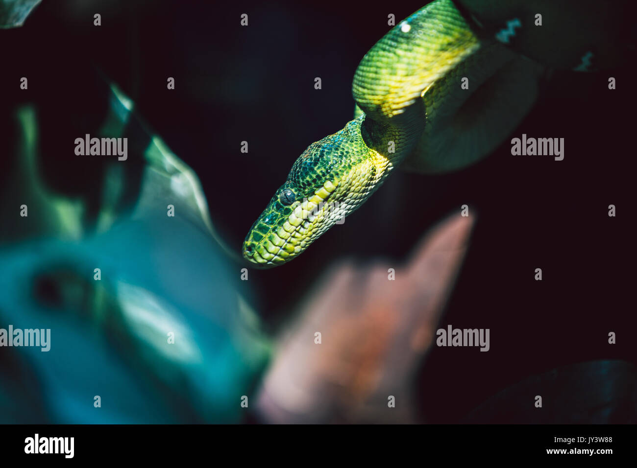 Jungle snake hi-res stock photography and images - Alamy