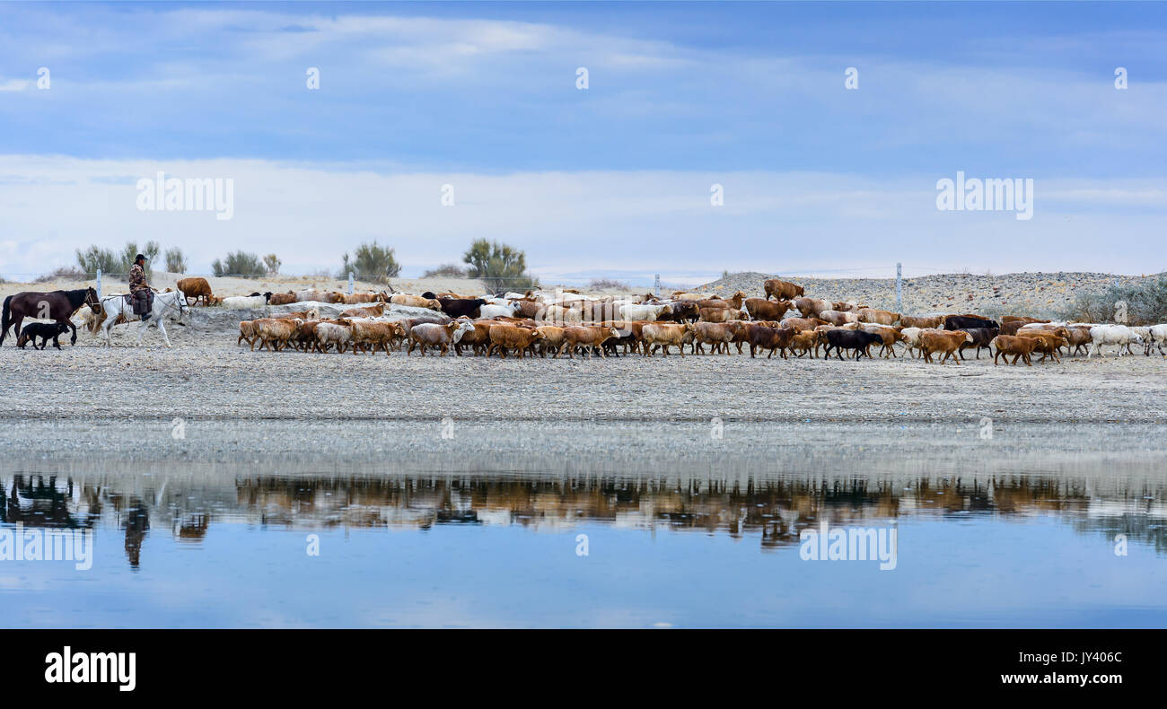 Sheepherder sheep flock herding hi-res stock photography and images - Alamy