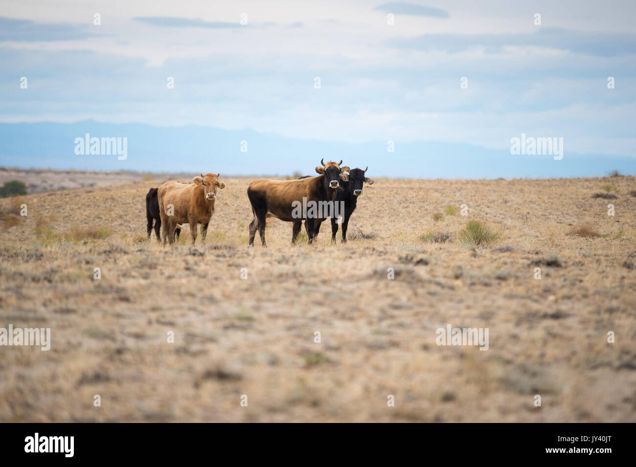 cattle in the desert Stock Photo - Alamy