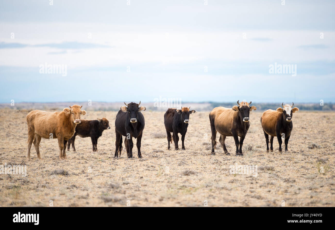 Desert ranch dry hi-res stock photography and images - Alamy