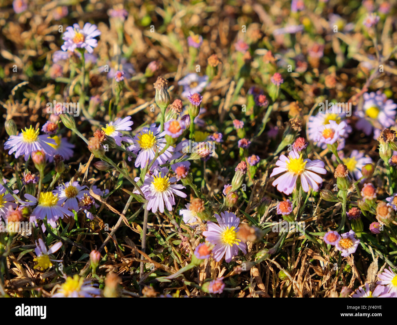 Alabama wildflowers hi-res stock photography and images - Alamy