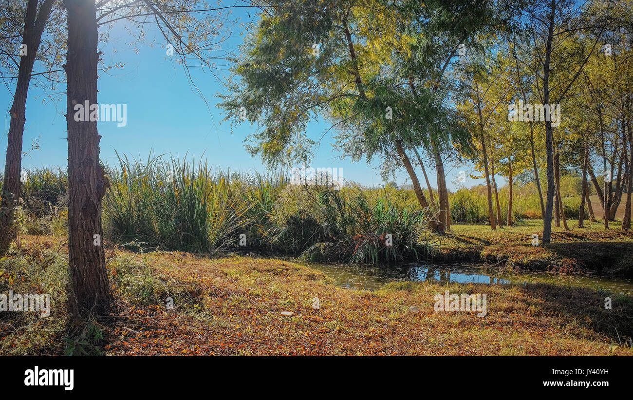 Open meadow with trees just turning in early autumn at the edge of the ...