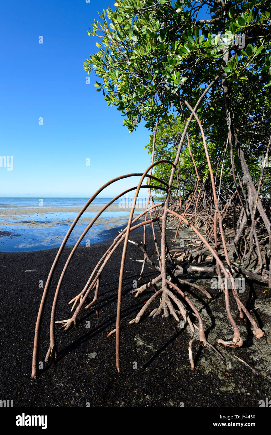 Aerial Roots of the Mangrove Forest, Myall Beach, Cape Tribulation ...