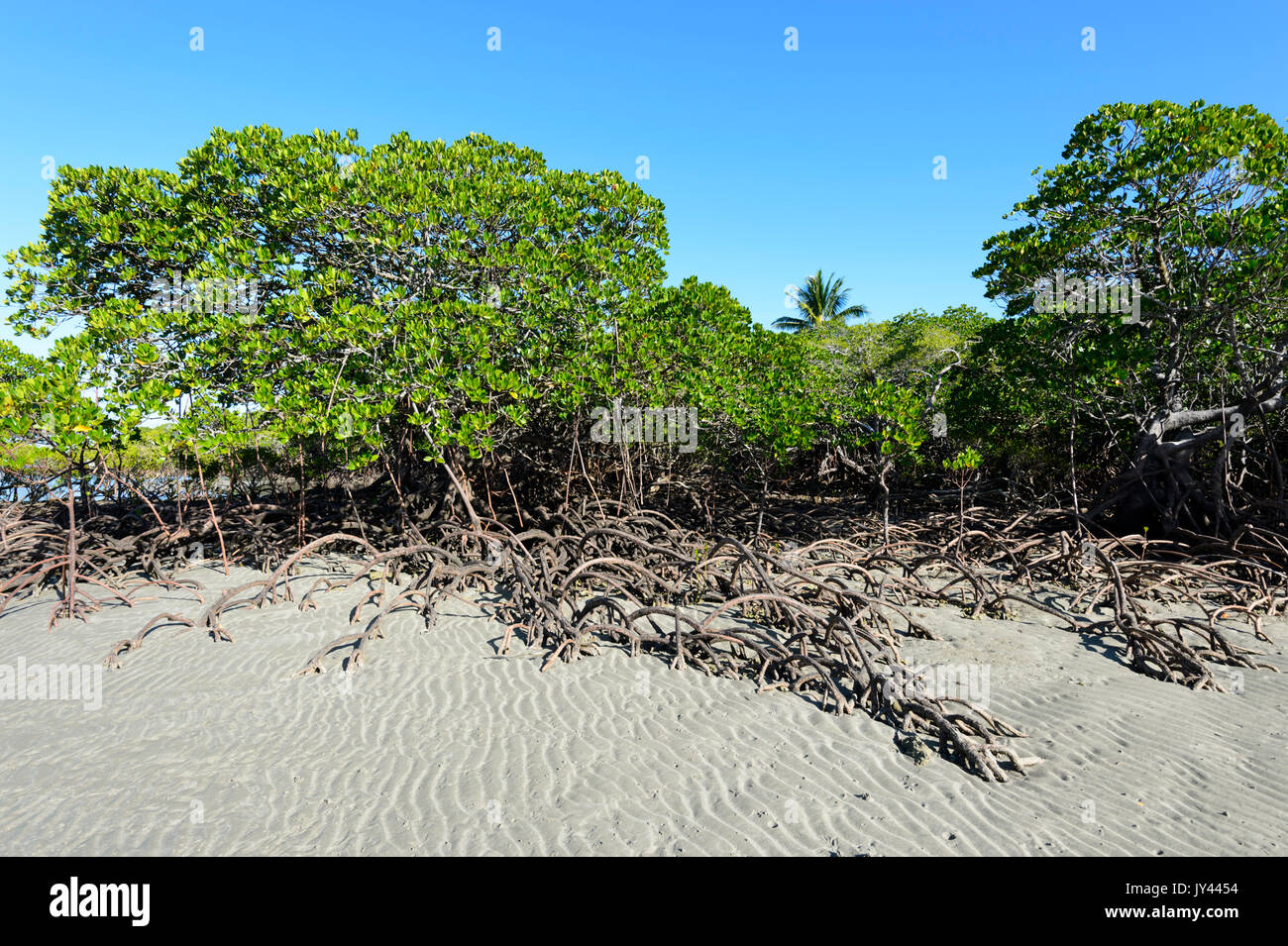 Australian mangrove ecosystem hi-res stock photography and images - Alamy