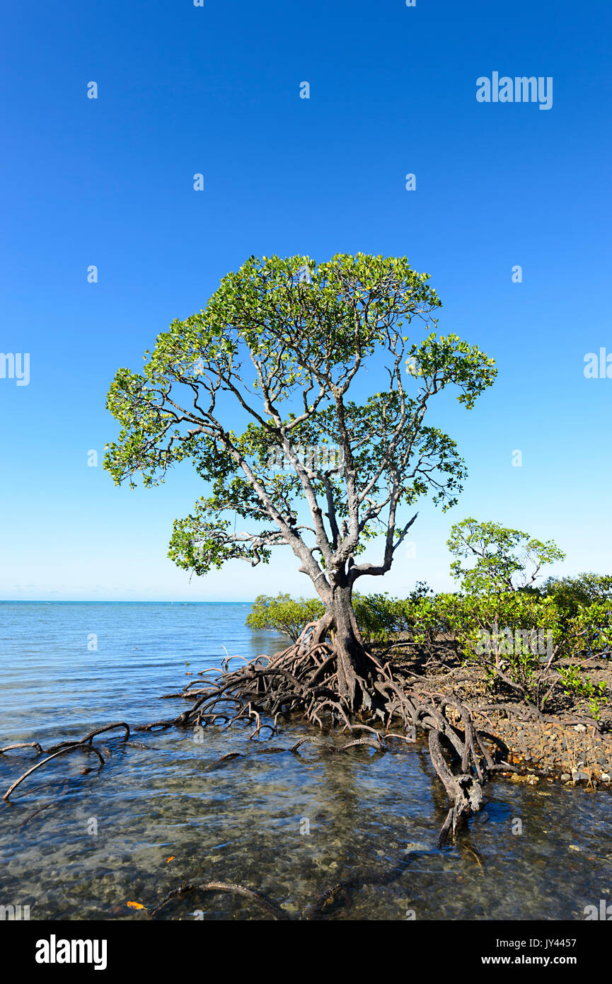 Coastal Mangrove Roots High Resolution Stock Photography and Images - Alamy