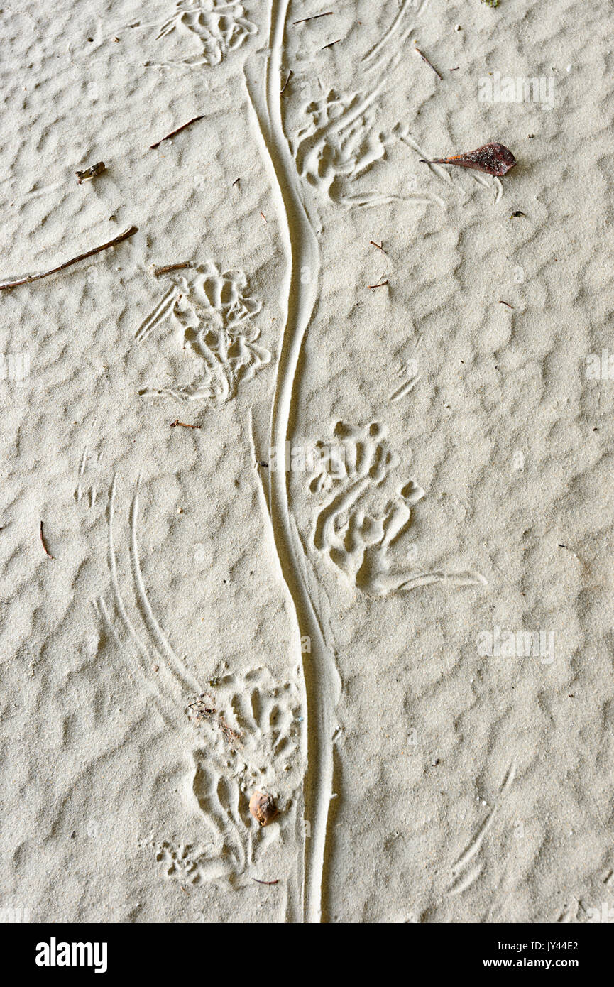 Sand Monitor tracks, Myall Beach, Cape Tribulation, Daintree National ...