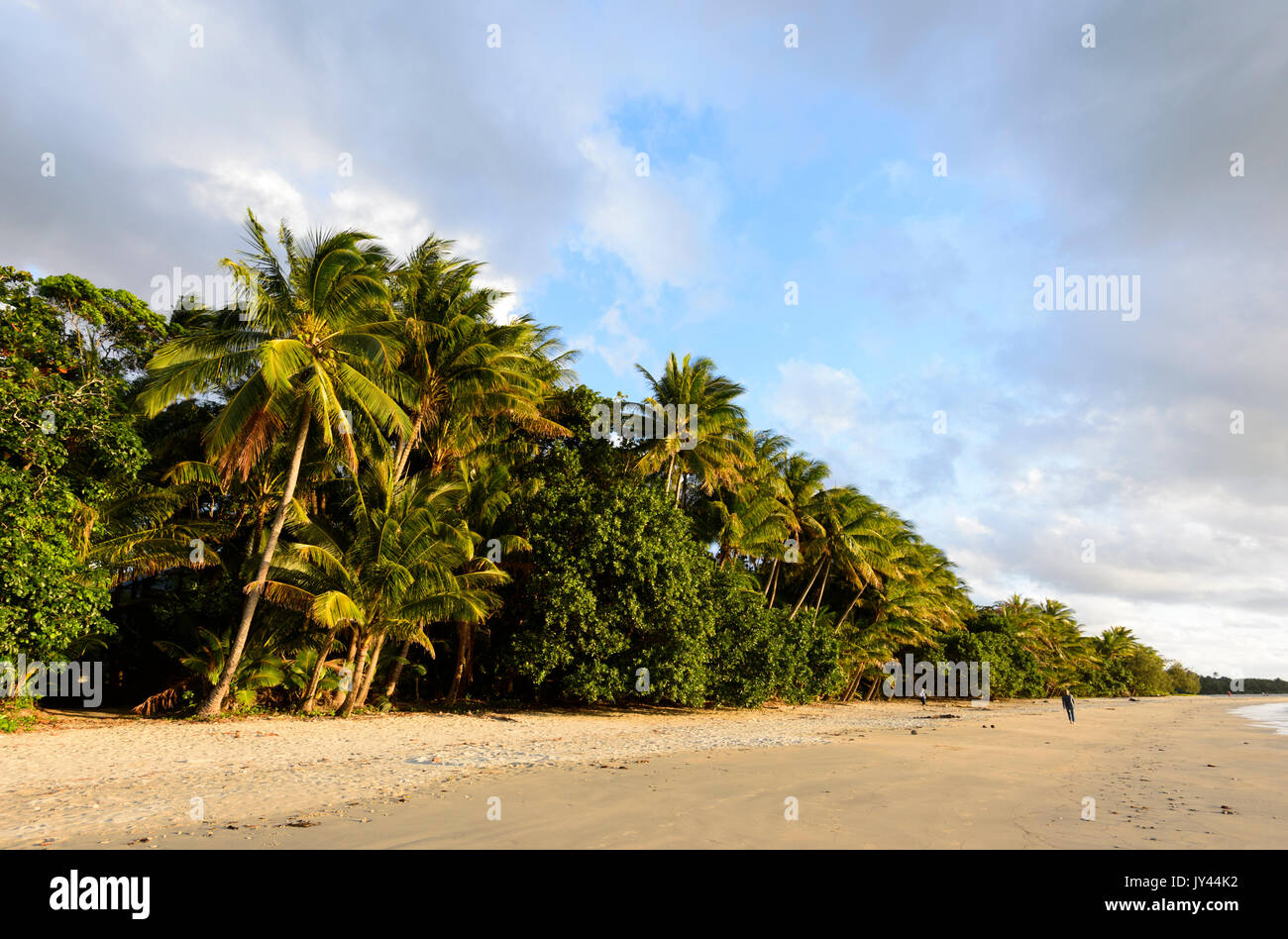 People walking on the beach, Myall Beach, Cape Tribulation, Daintree ...