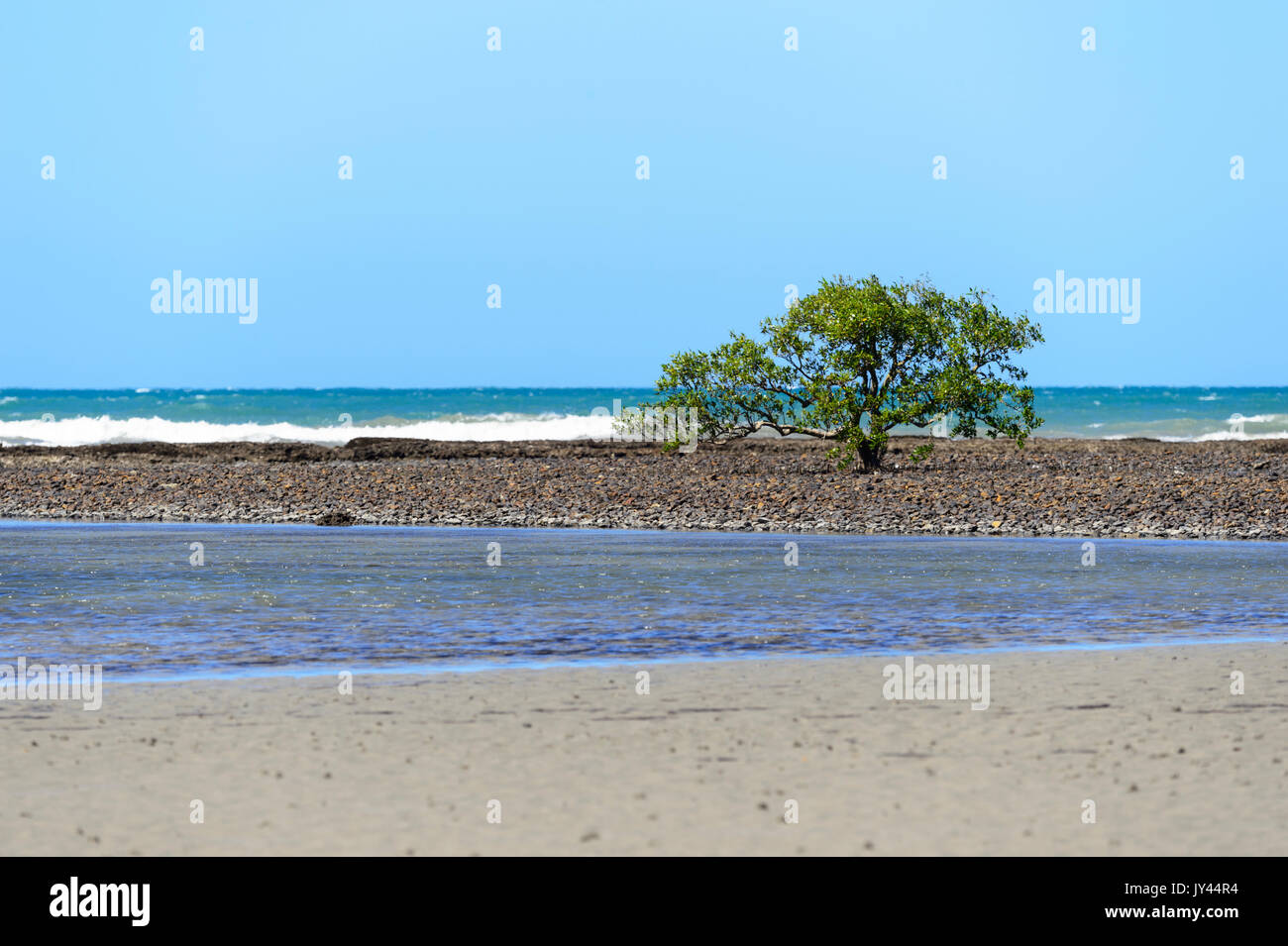 Single Mangrove tree growing on Myall Beach, Cape Tribulation, Daintree ...