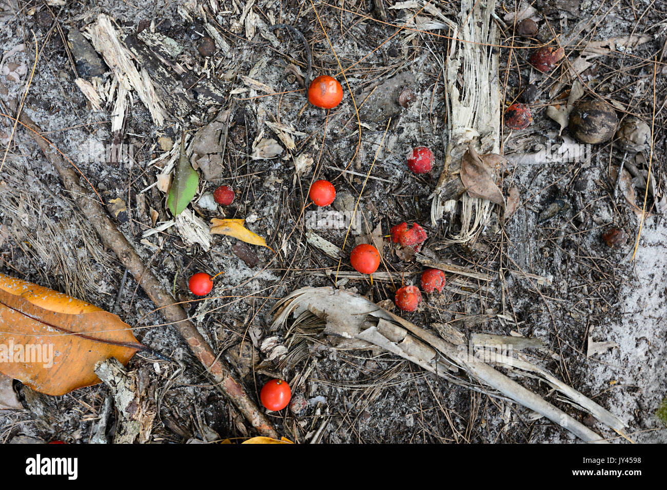 Candle Berry (Pothos longipes) are rainforest fruit eaten by ...
