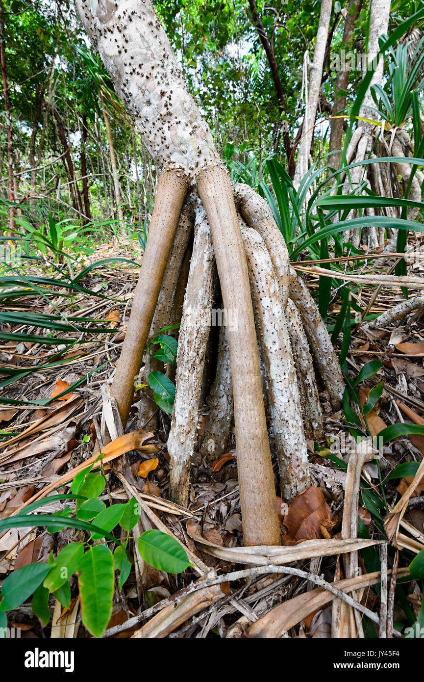 Pandanus roots hi-res stock photography and images - Alamy