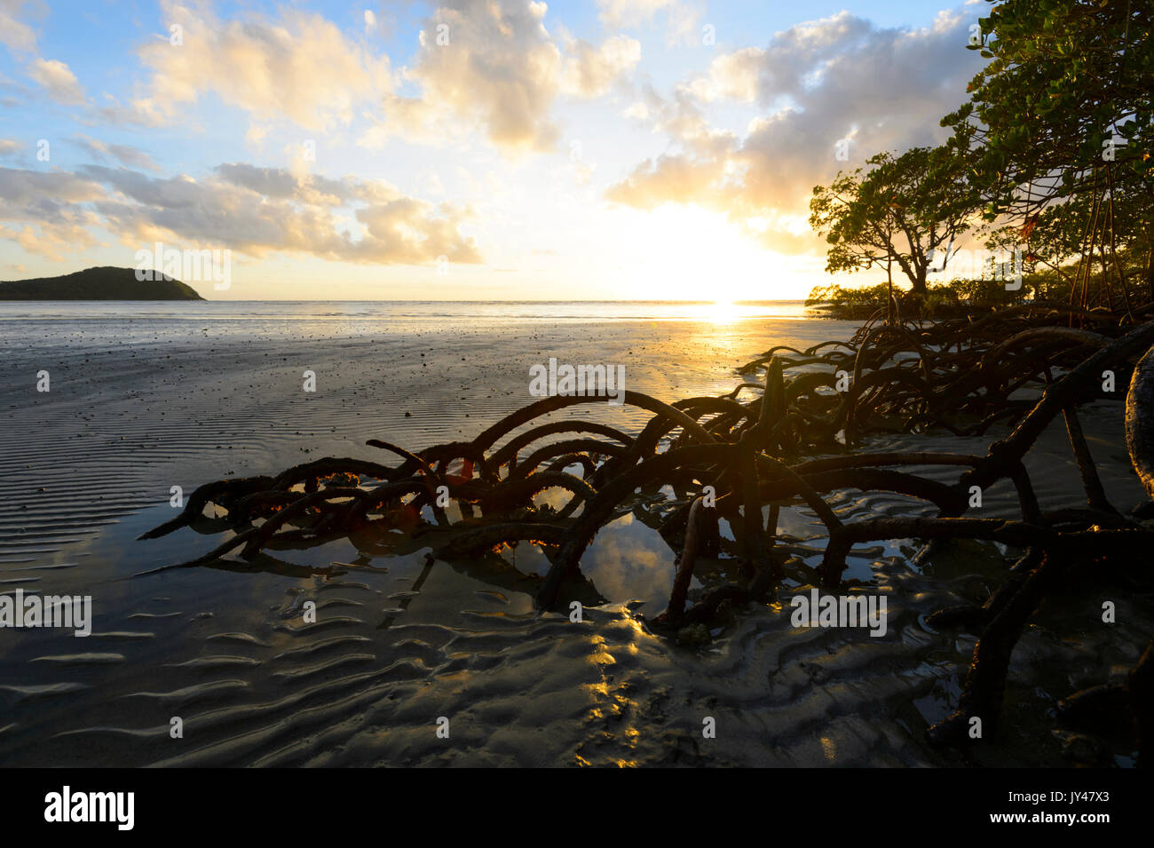 Mangrove plants cape tribulation hi-res stock photography and images ...