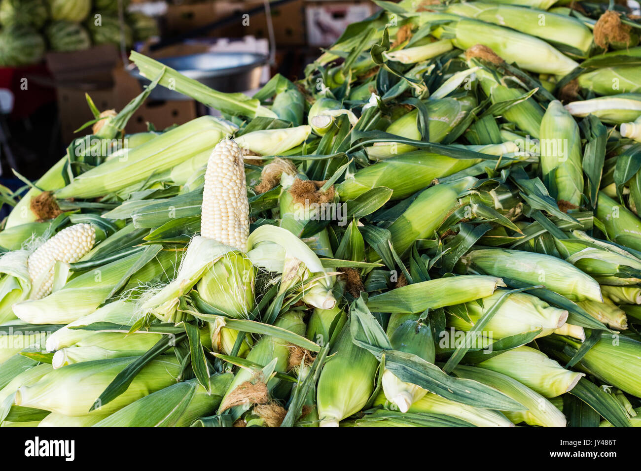 Large pile of fresh white corn in the husks at a California Farmers ...