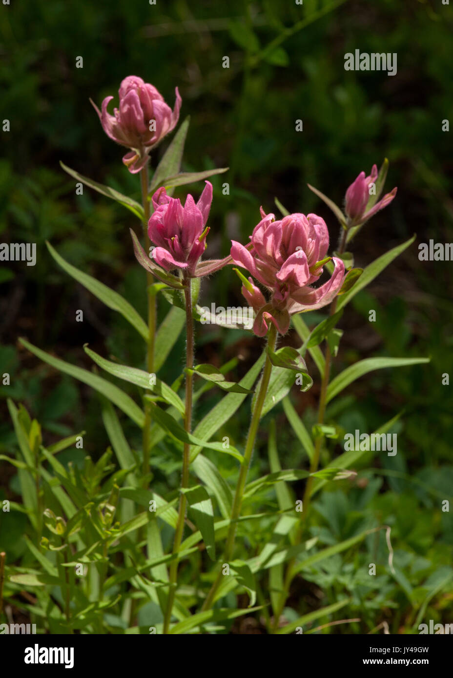 Rose Paintbrush (Castilleja rhexiifolia) in the Flat Tops Wilderness of ...
